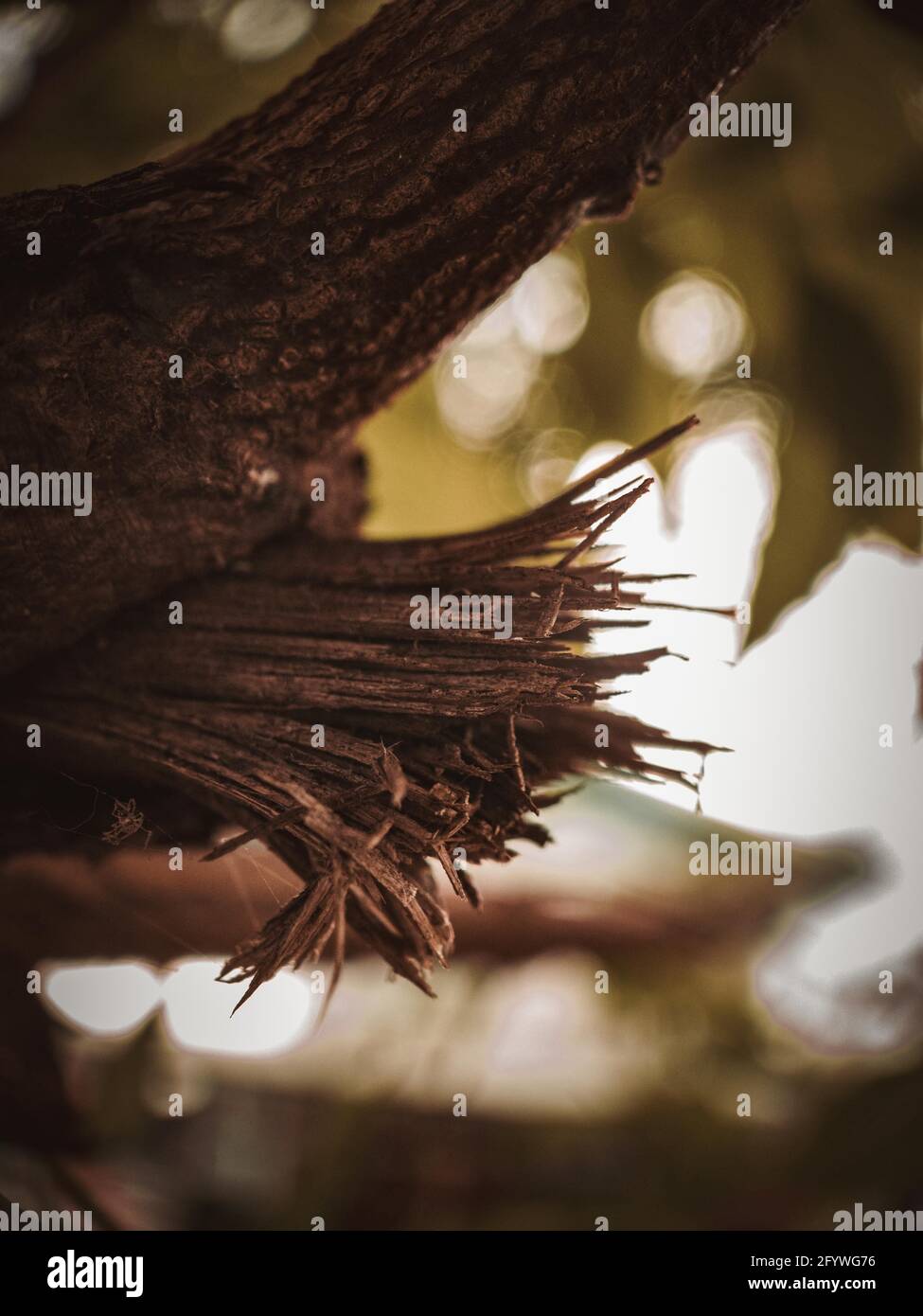 Broken tree limb hi-res stock photography and images - Alamy