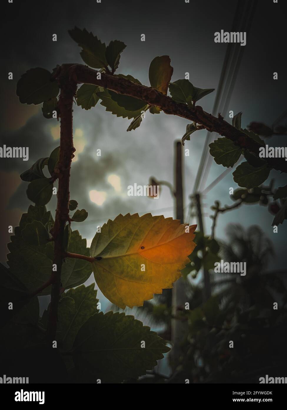 A closeup of broken plant stem in the garden against a cloudy sky ...