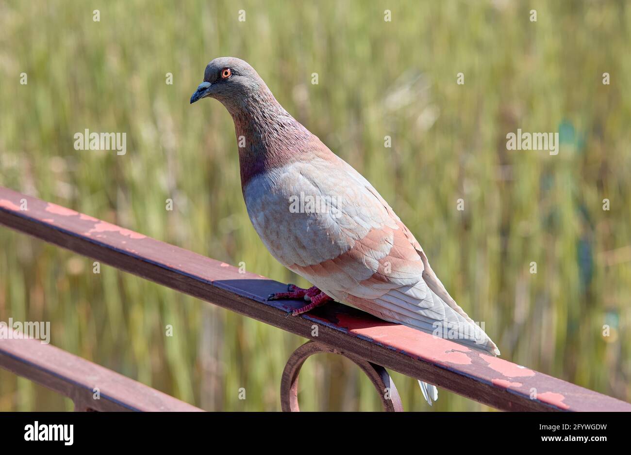 Sit on parapet hi-res stock photography and images - Alamy