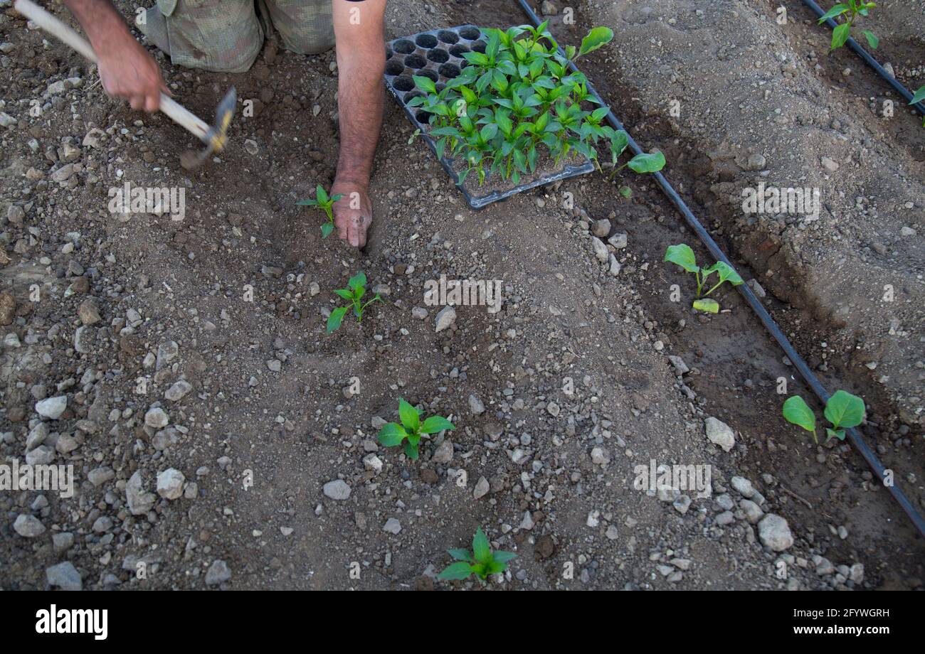 Sustainability in floristry hi-res stock photography and images - Alamy