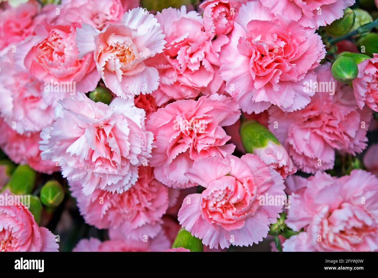 Pink carnations bouquet hi-res stock photography and images - Alamy