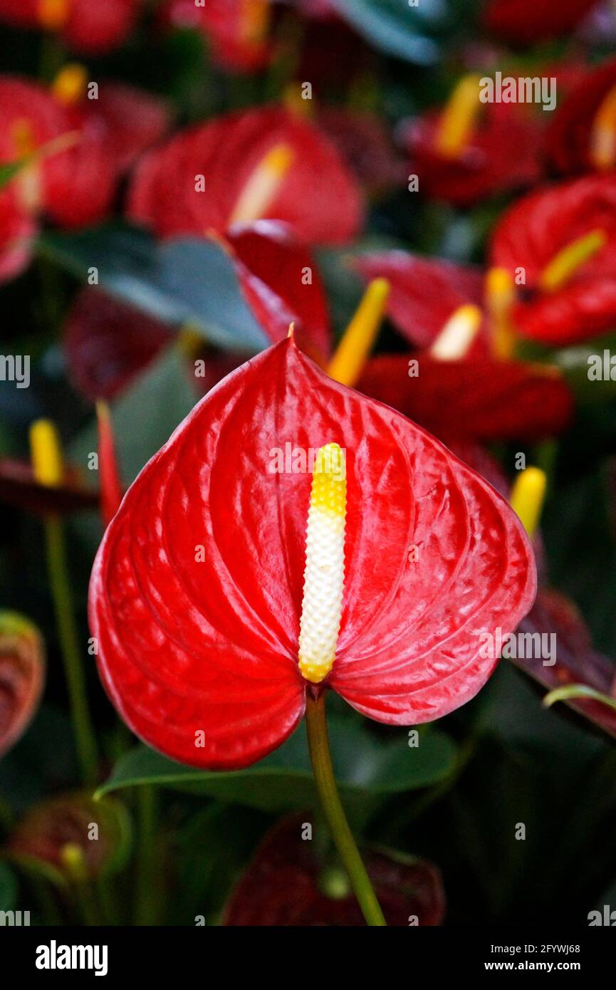 Red flamingo flower (Anthurium andraeanum Stock Photo - Alamy