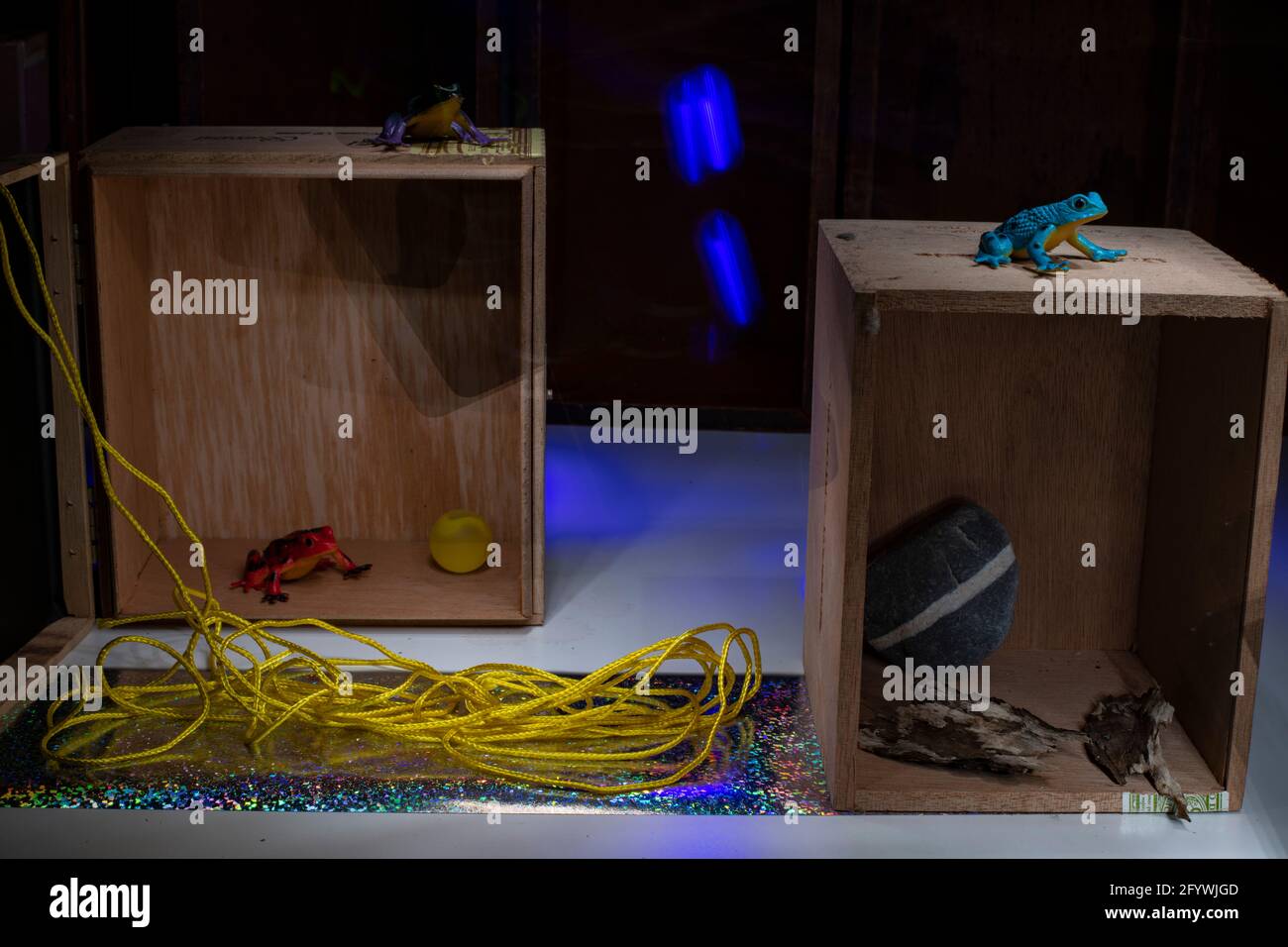 The box of frogs hi-res stock photography and images - Alamy