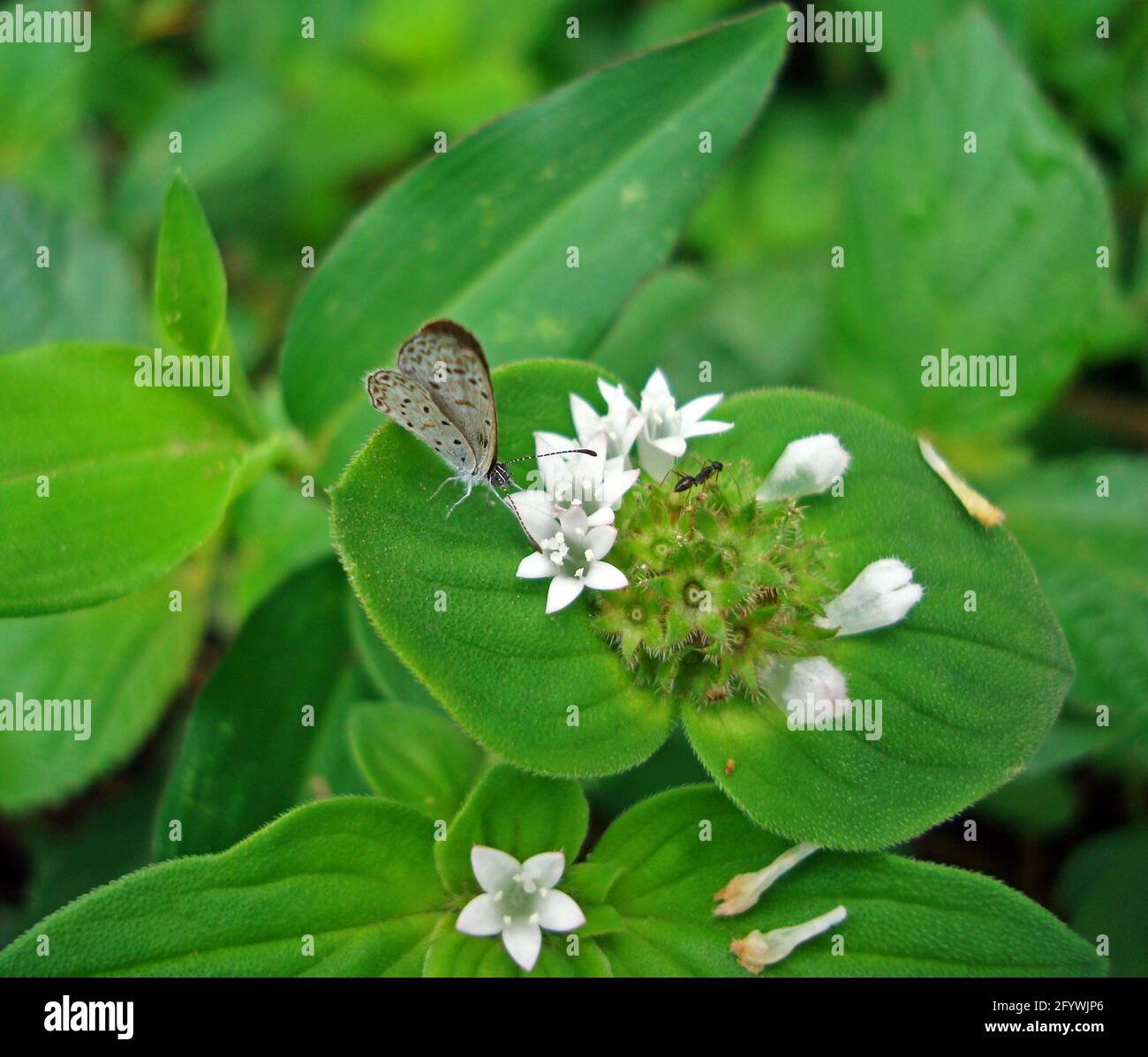 Wild white flowers (Richardia brasiliensis) and butterfly Stock Photo ...