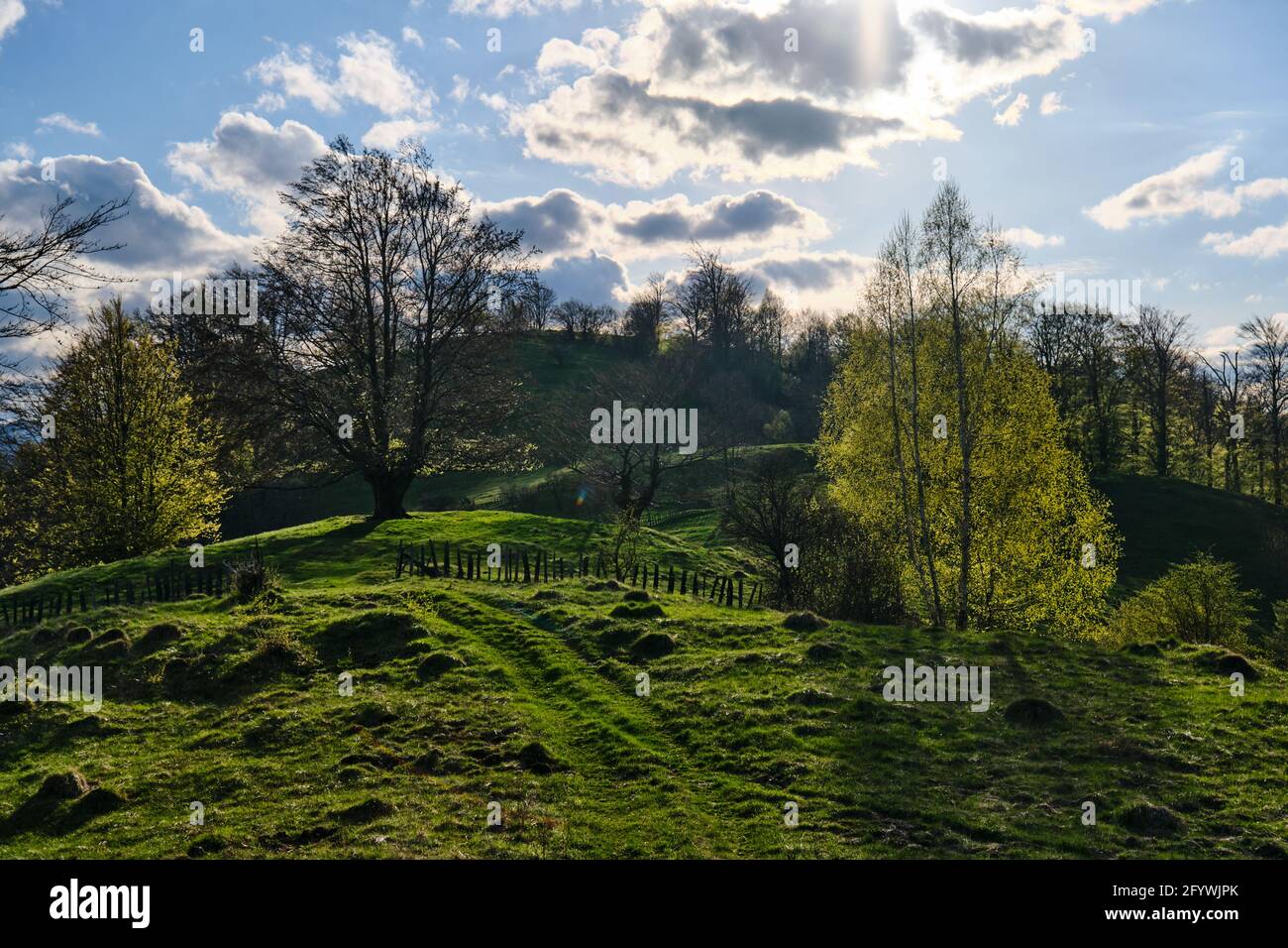 Rays sun way through green hi-res stock photography and images - Alamy