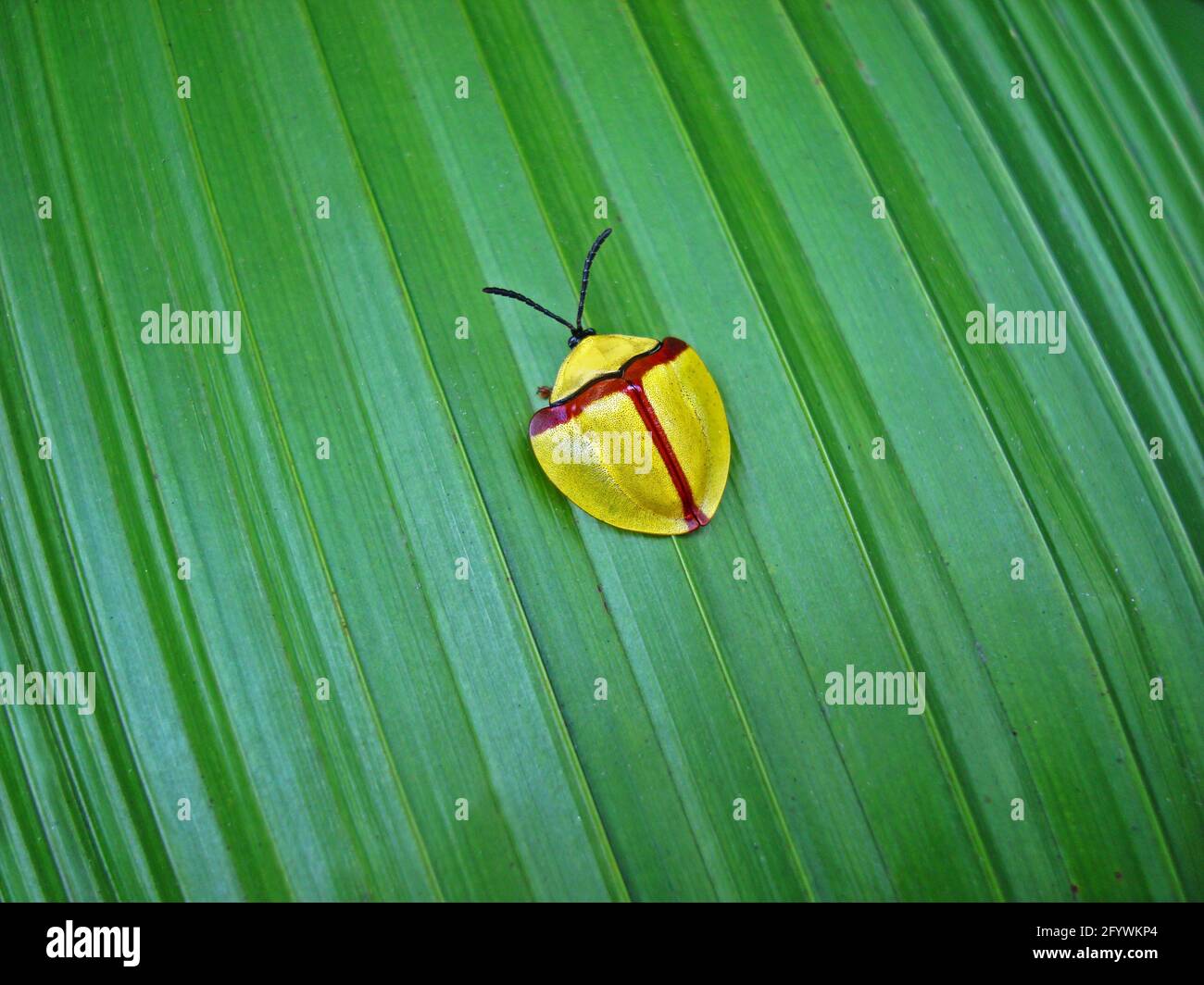 Turtle-beetle (Paraselenis normalis) on green leaf Stock Photo - Alamy