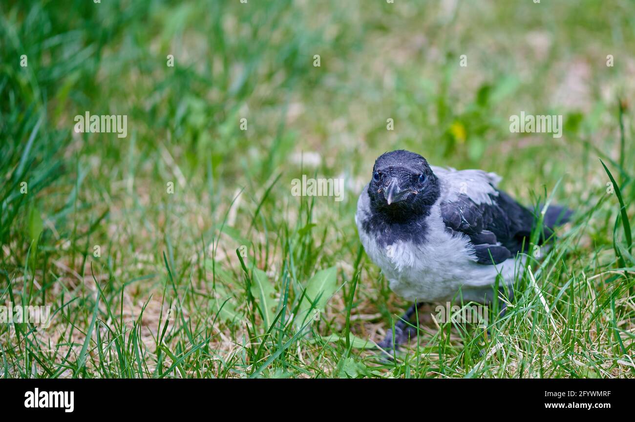 Funny black and white photography hi-res stock photography and images ...