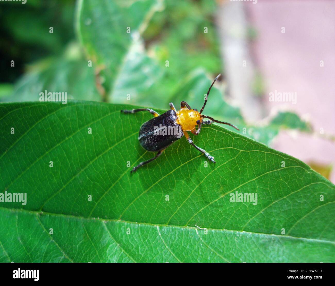 Brazil beetle hi-res stock photography and images - Alamy