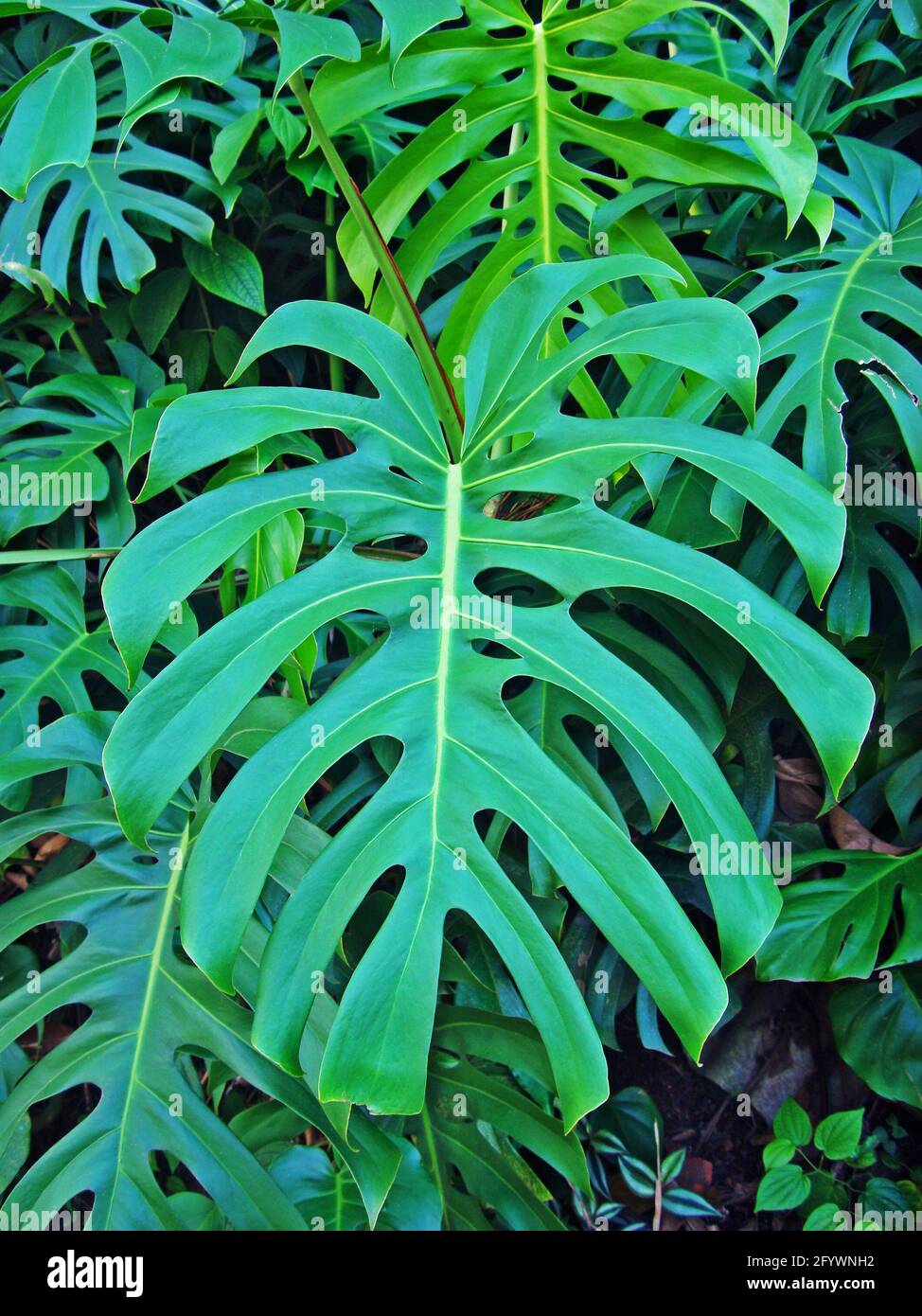 Swiss cheese plant leaves (Monstera deliciosa Stock Photo - Alamy