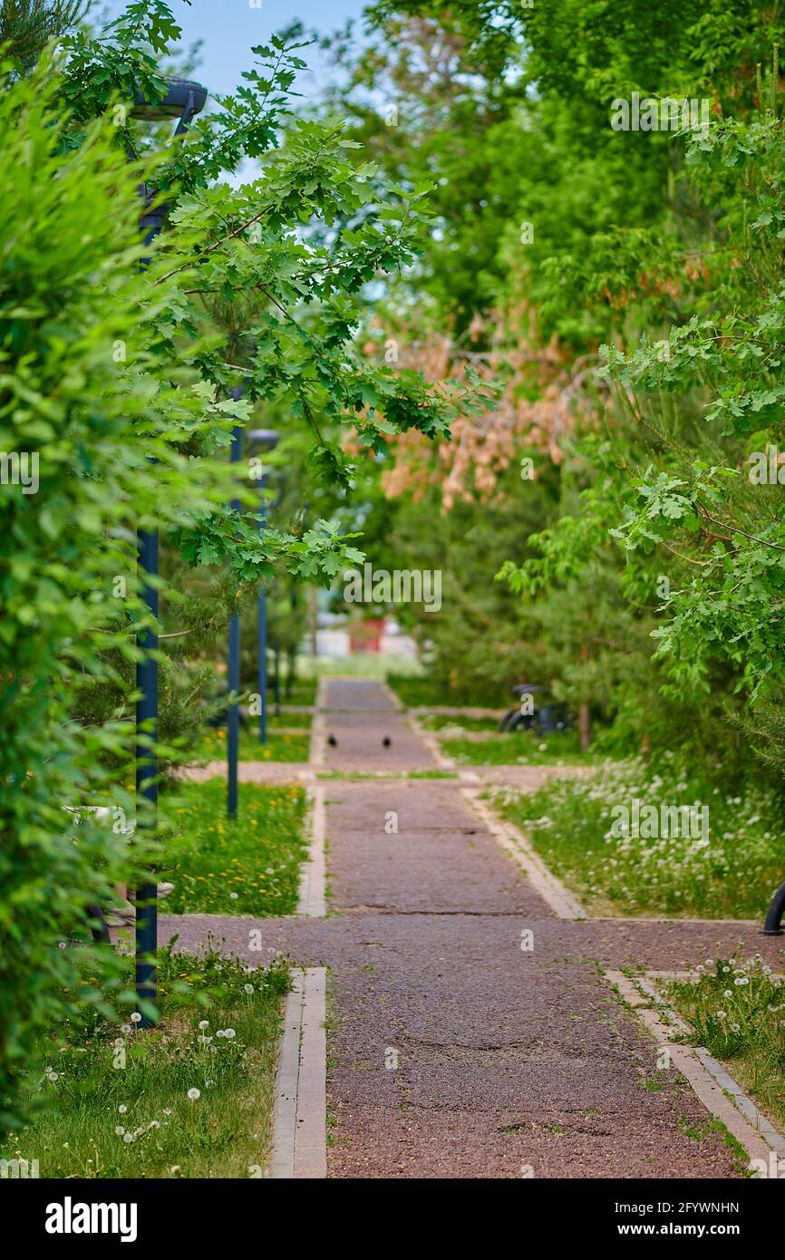 beautiful path in the park with green trees Stock Photo - Alamy