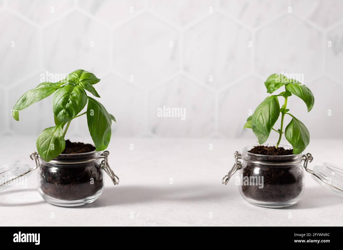 Potted basil plants in glass jars Stock Photo - Alamy