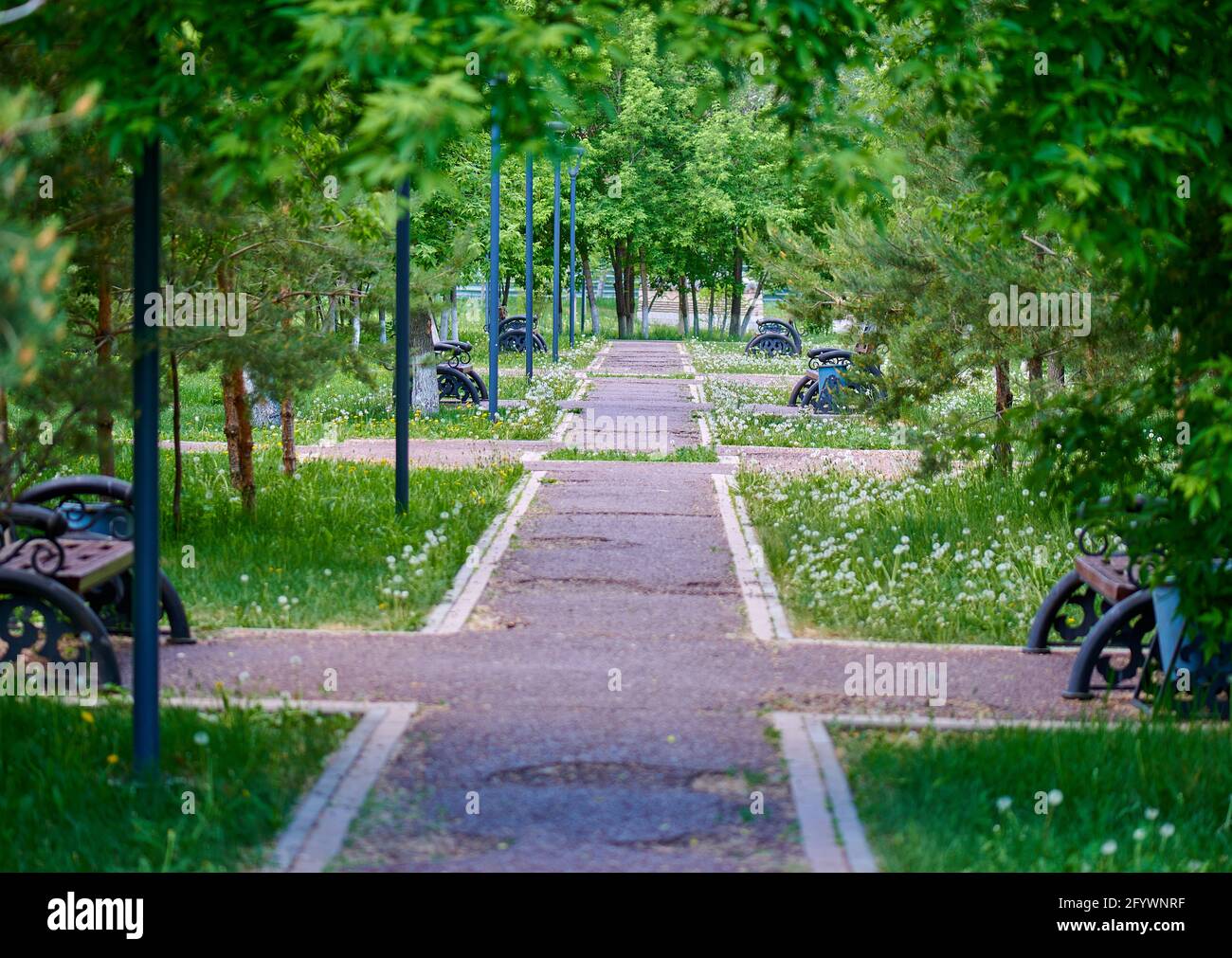 path in the park with benches and green trees Stock Photo - Alamy