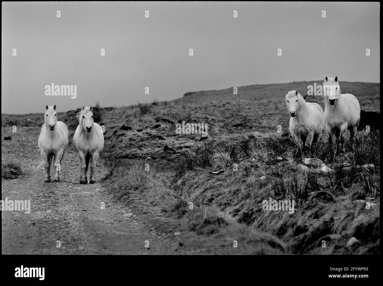 Scotland Ben Alder Estate 1992, scanned in 2021 White Highland Garron ...