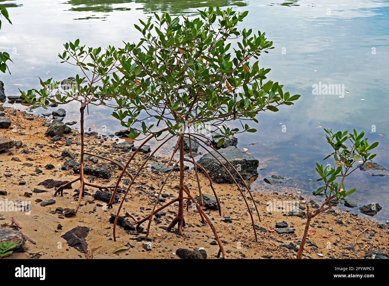 Red mangrove hi-res stock photography and images - Alamy
