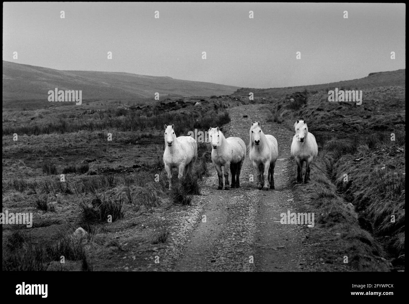 Scotland Ben Alder Estate 1992, scanned in 2021 White Highland Garron ...