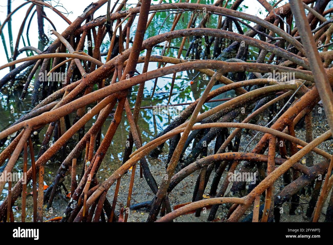 Rhizophora mangle brazil hi-res stock photography and images - Alamy