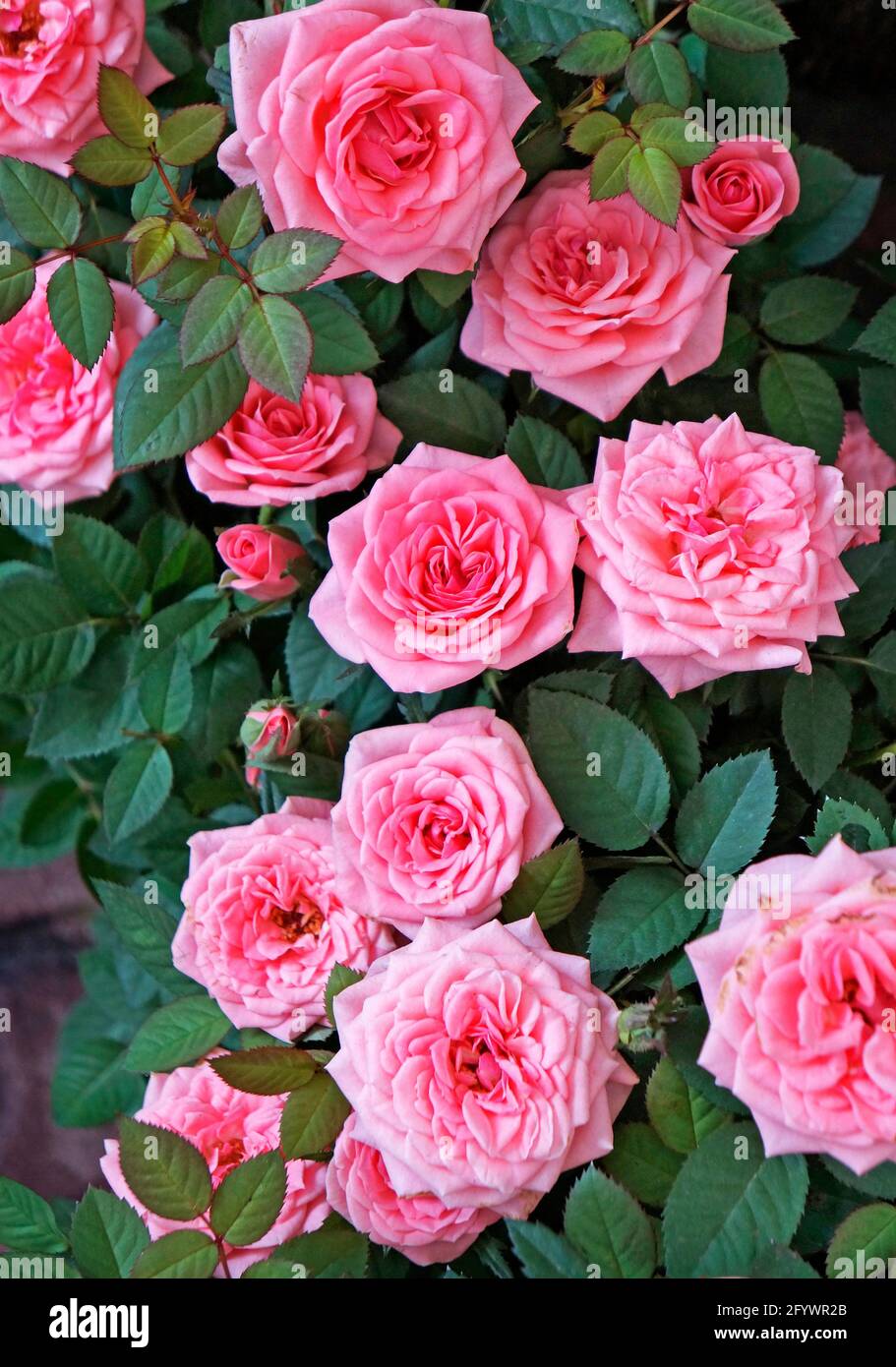 Pink roses in the garden Stock Photo - Alamy