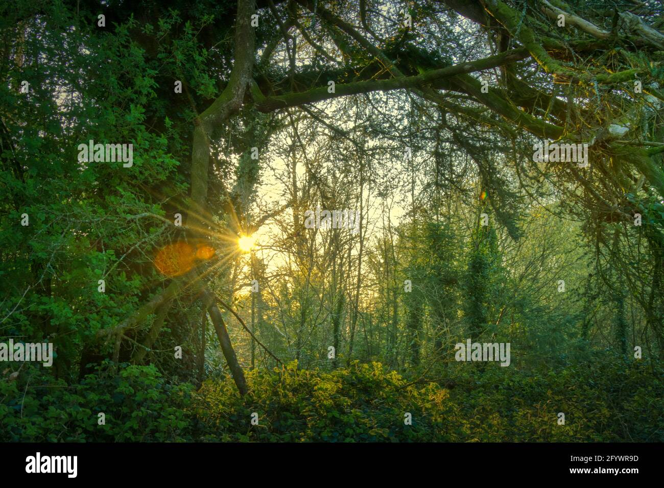 Glenart Castle and woods around, Arklow, Ireland Stock Photo - Alamy