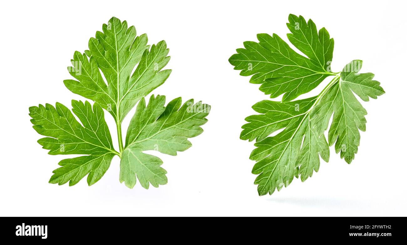 Parsley isolated on white background. Fresh parsley. A set of parsley ...