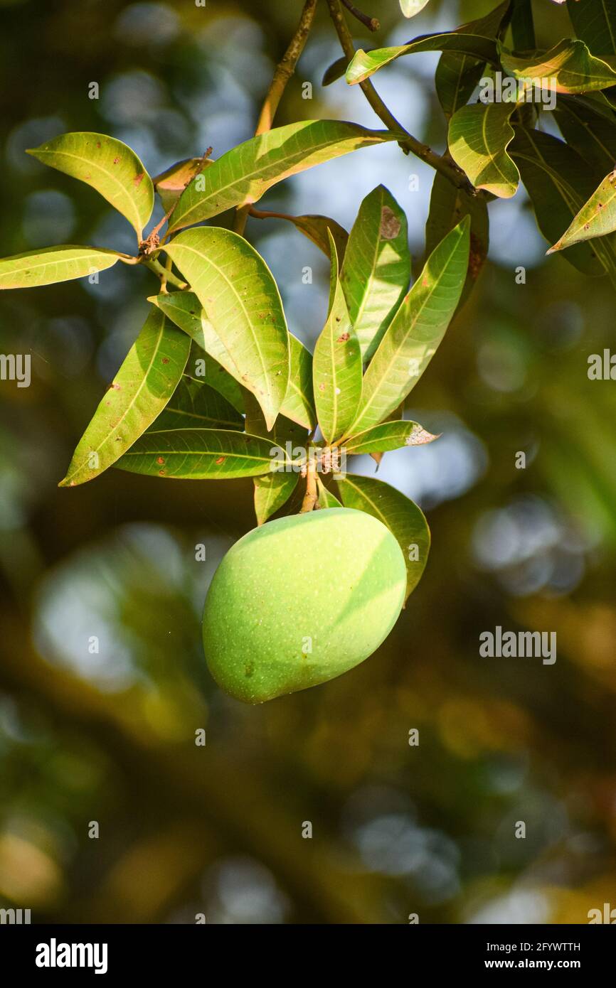 A selective focus shot of a green mango fruit growing on the tree Stock ...