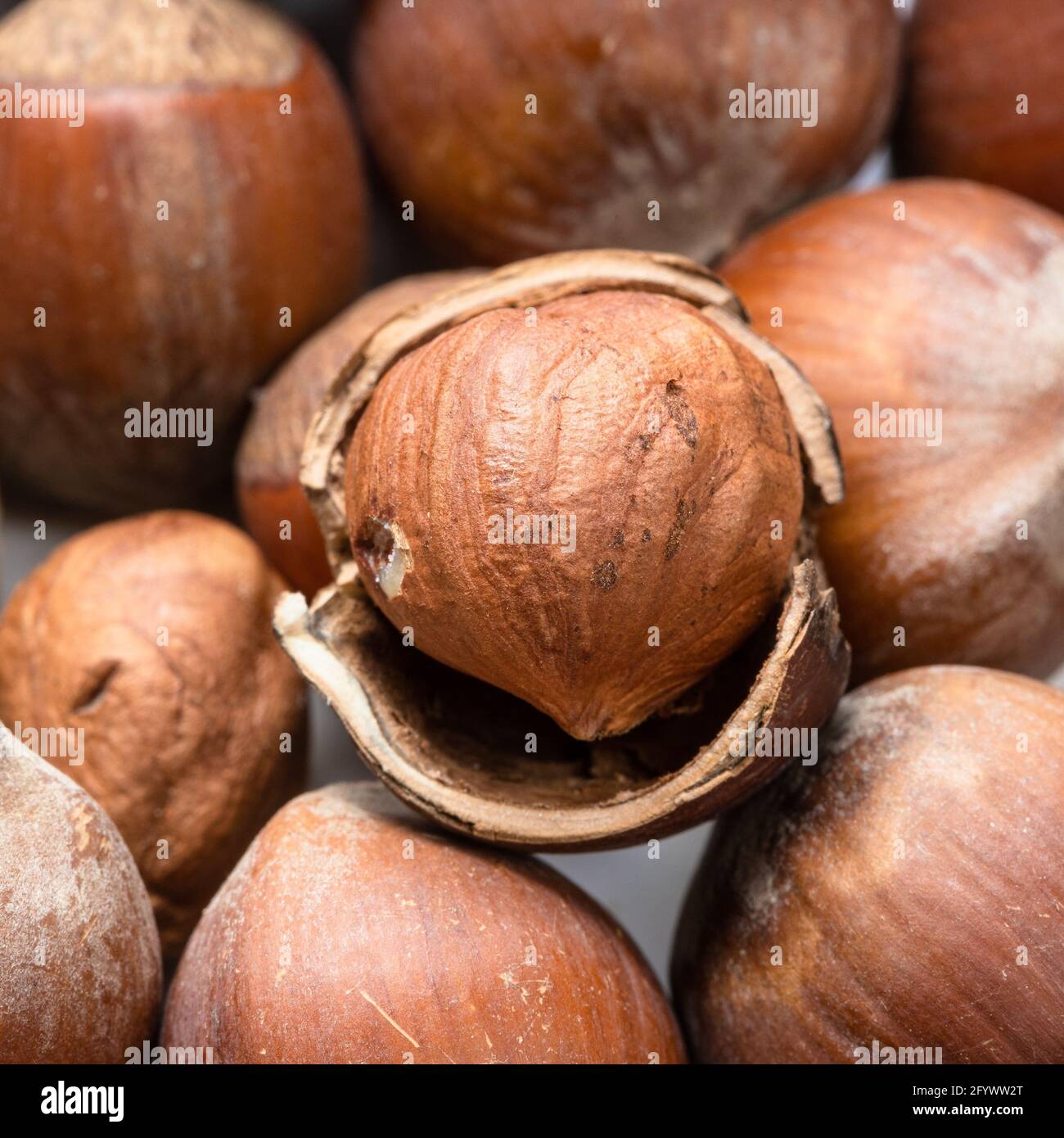 square food background - ripe whole and shelled hazelnuts close up ...