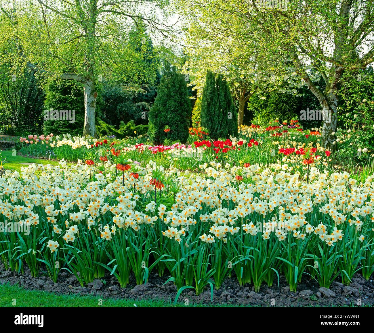 UK, England, Lincolnshire, Spalding, spring tulip and daffodil gardens ...