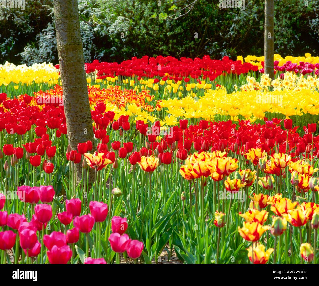 UK, England, Lincolnshire, Spalding, spring, tulip gardens Stock Photo ...