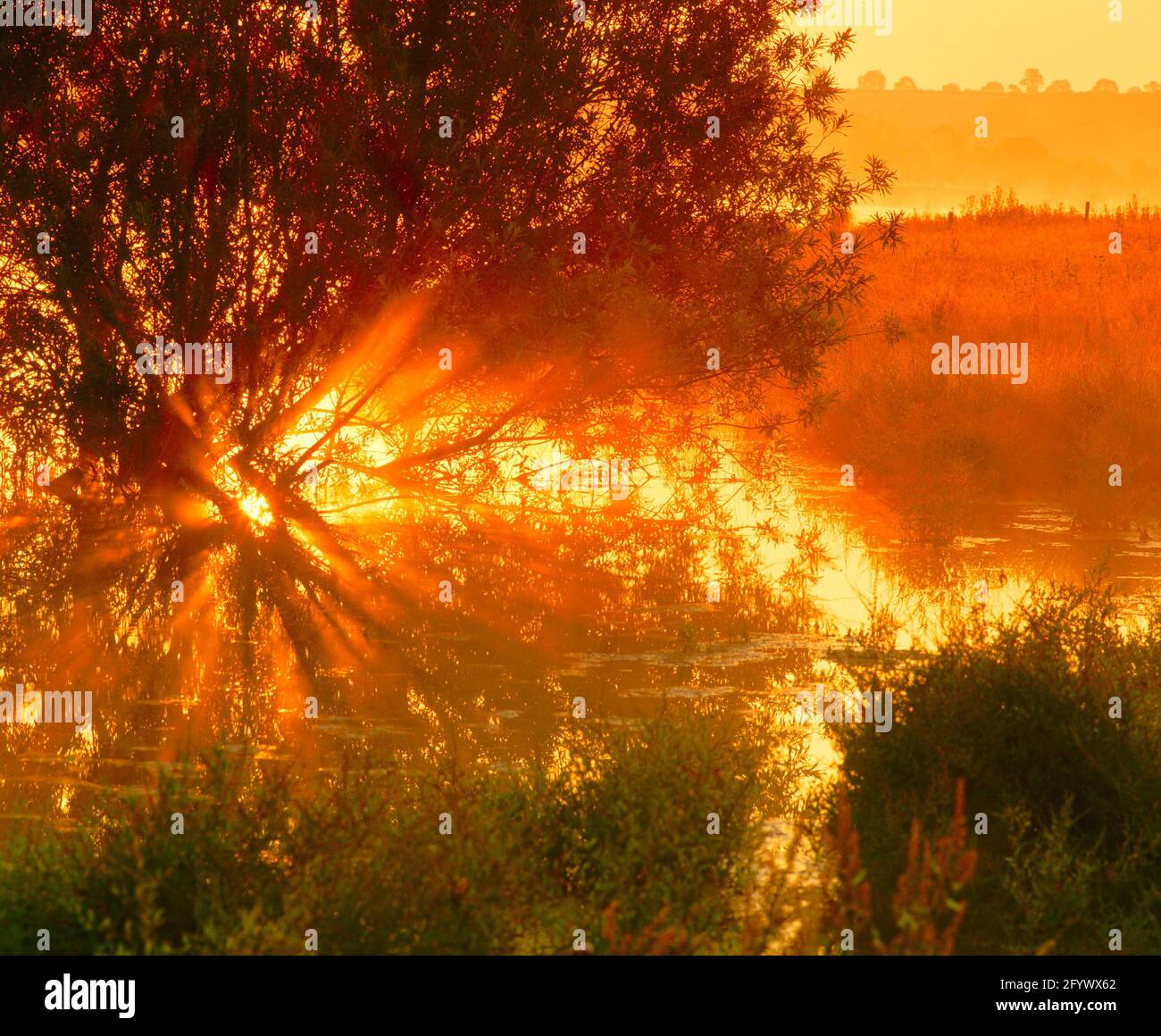 Sunburst, through lakeside willow, dawn Stock Photo - Alamy