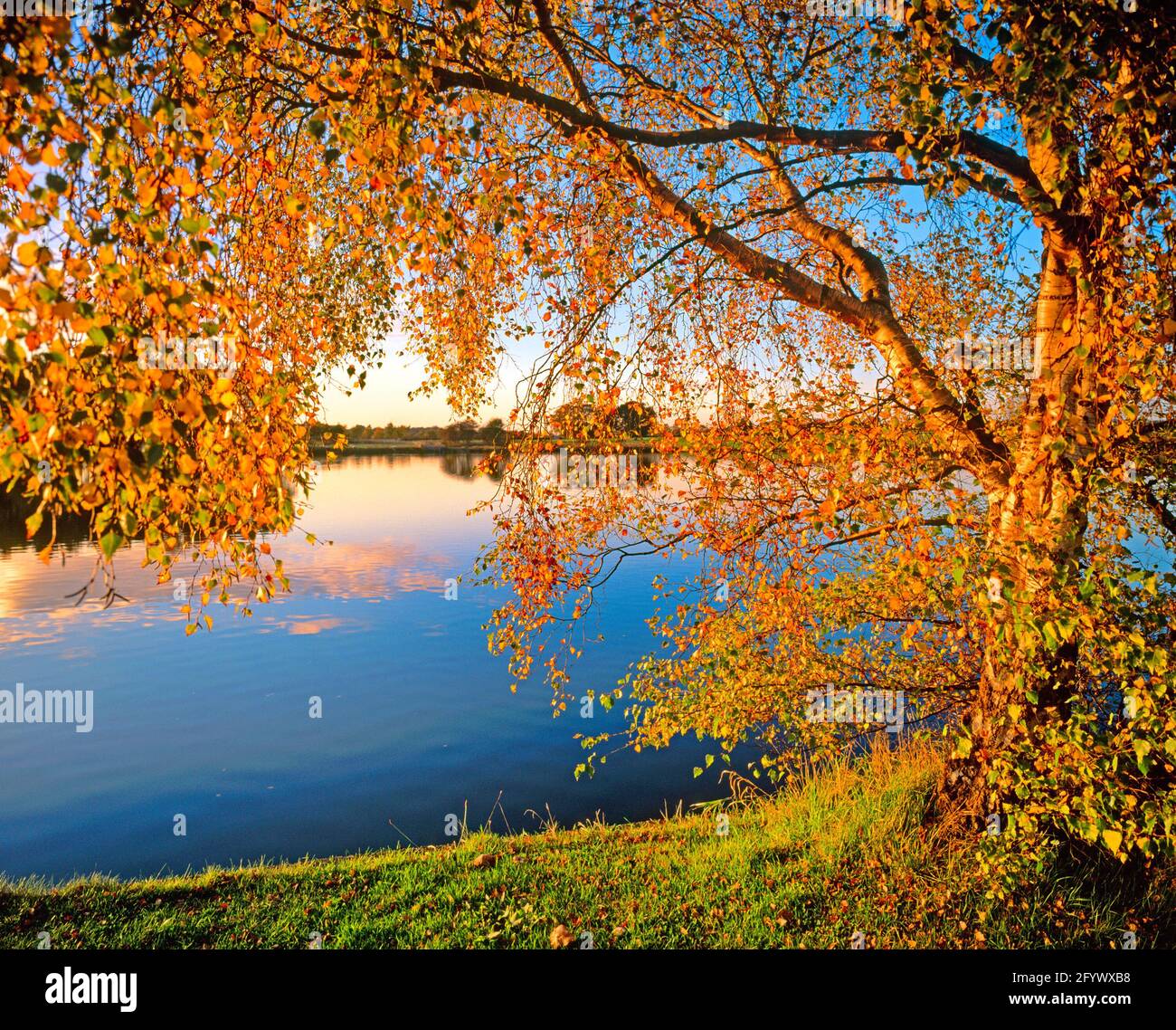 Delicate branches and leaves silver birch hi-res stock photography and ...