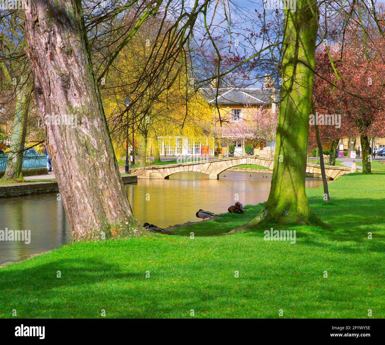 UK, England, Cotswolds, Burton-on-the-Water, river Windrush, spring ...