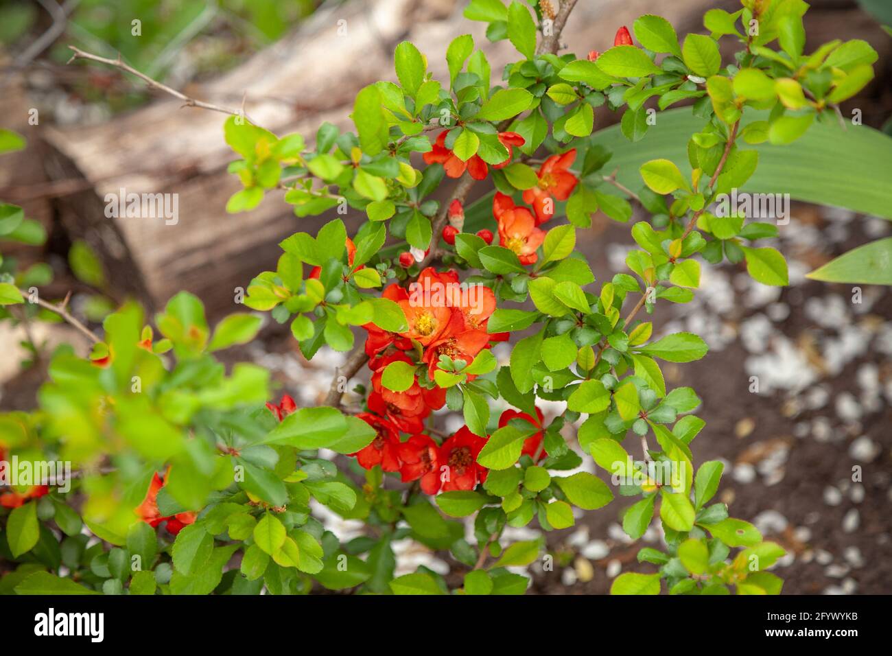 Growing Flowering Quince From Seed