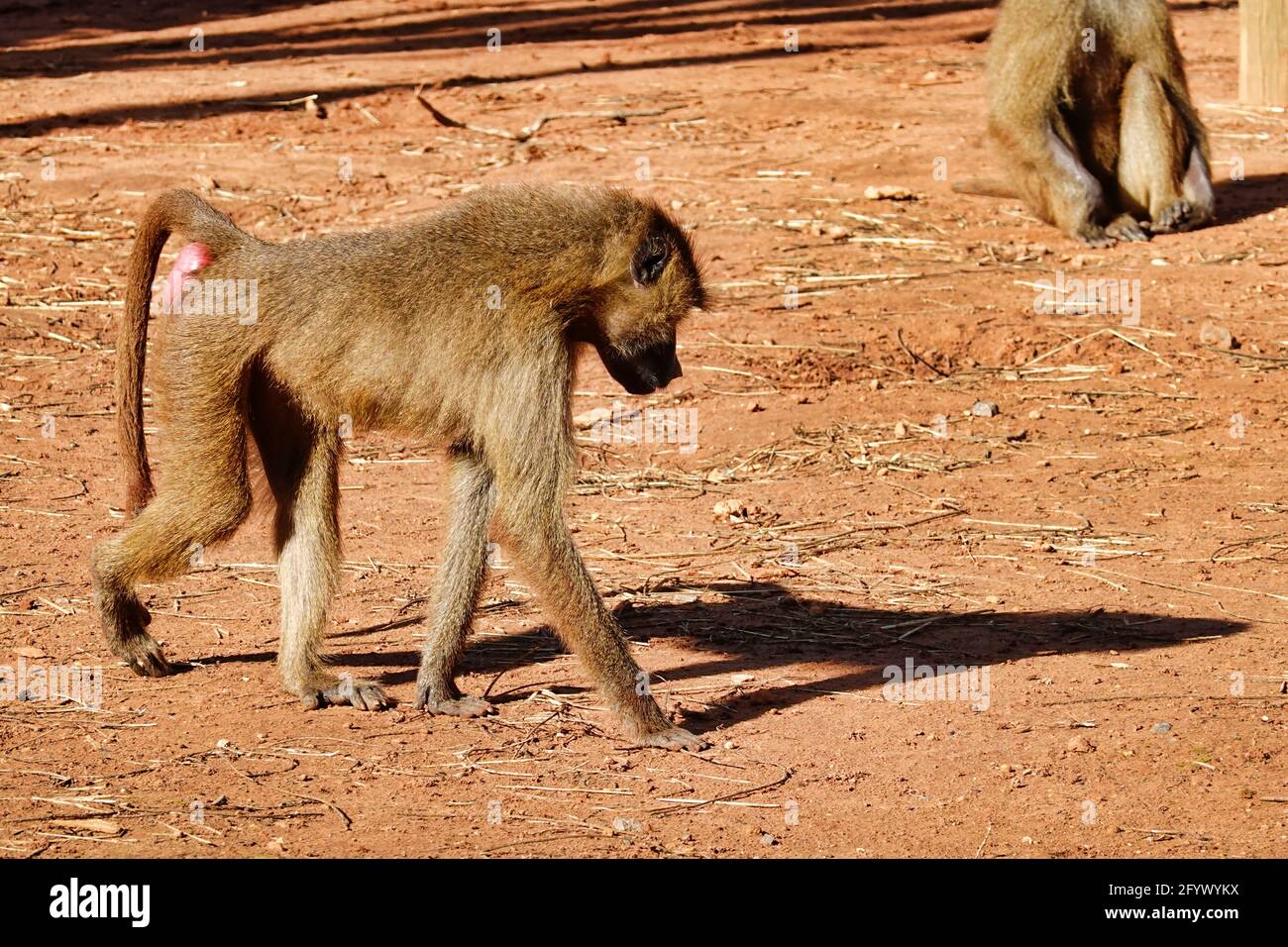 the golden baboons walking and sitting on the brown soil in a zoo ...