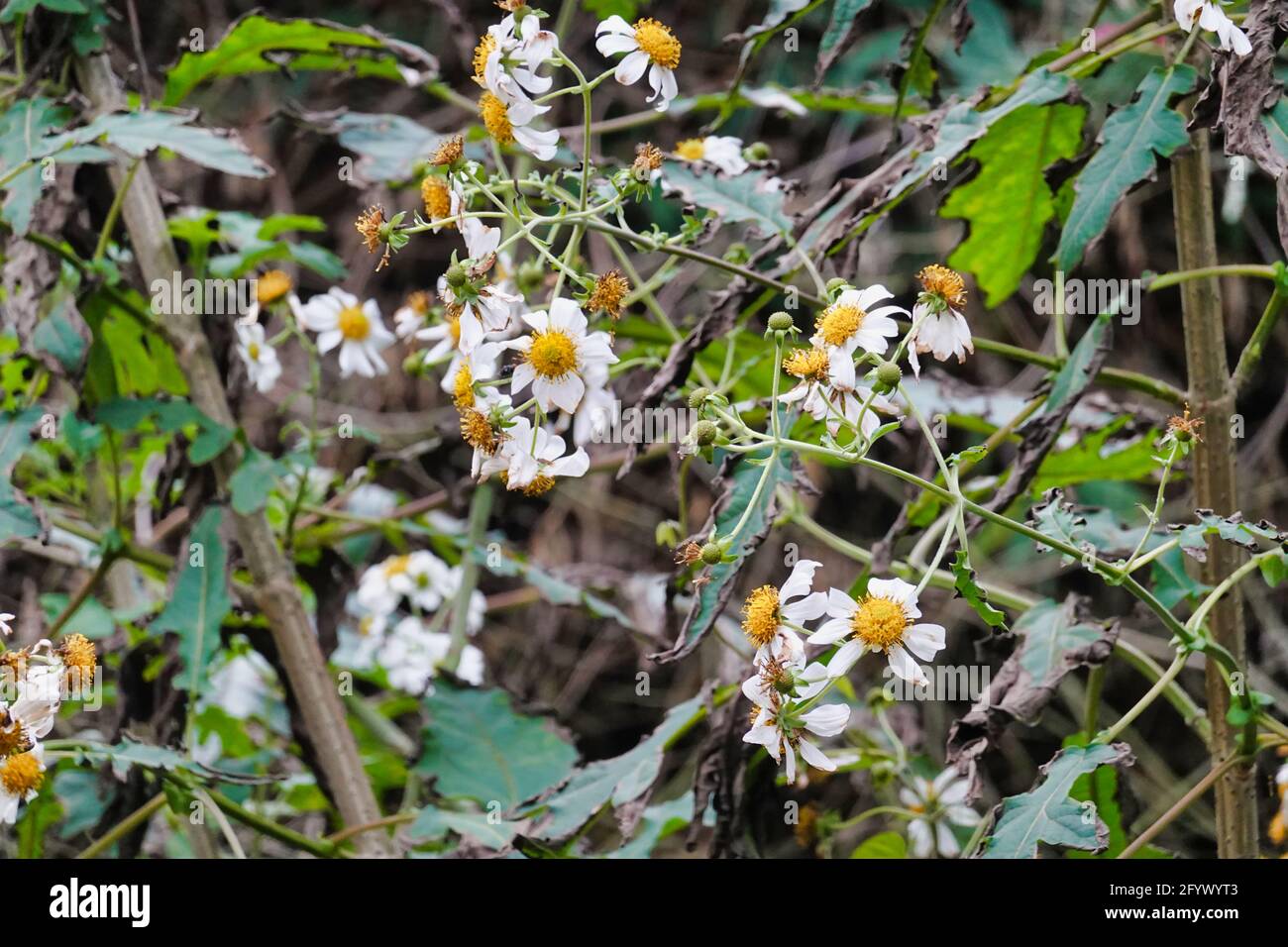 a beautiful shot of yellow-white bidens pilosa Stock Photo - Alamy
