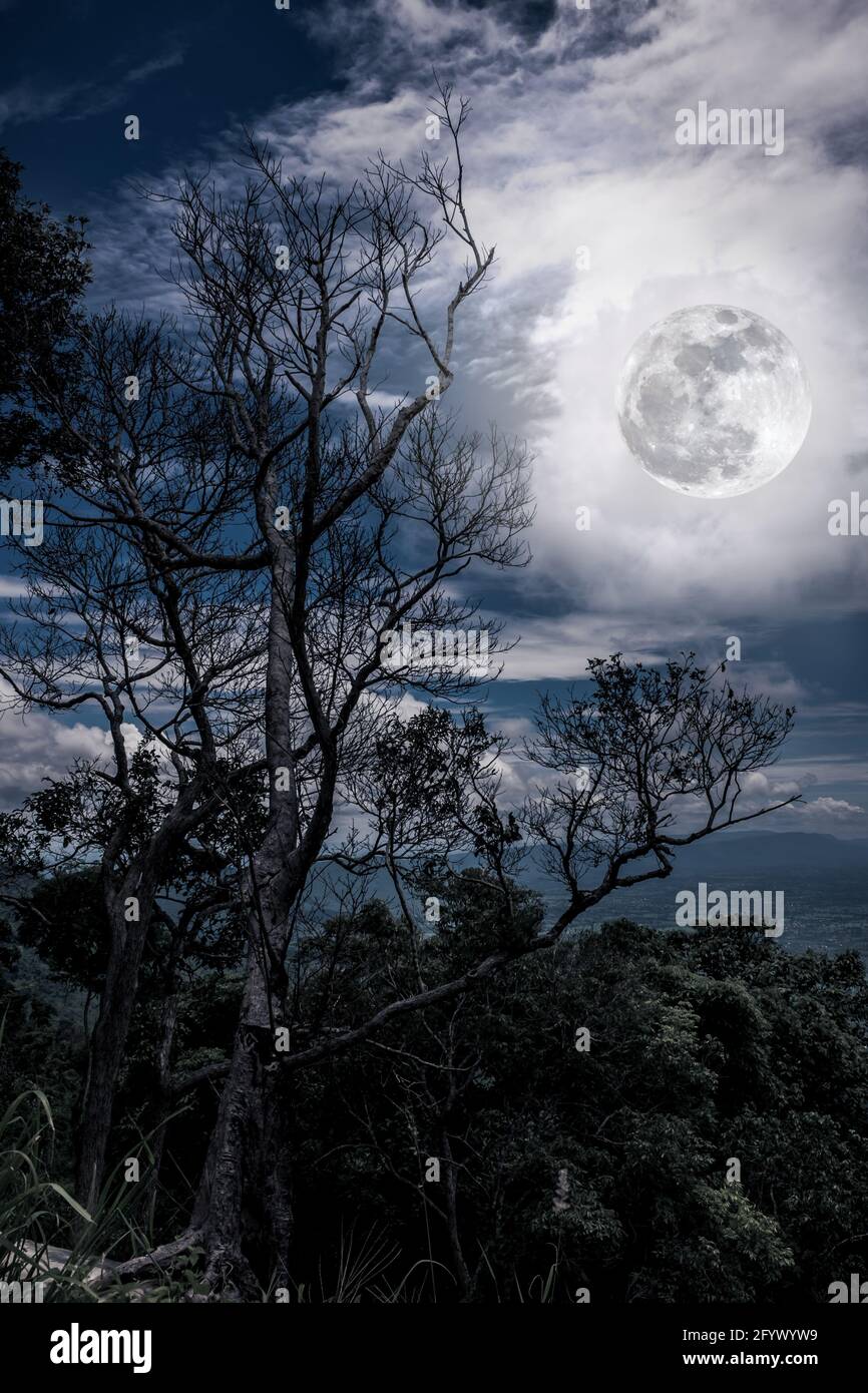 Dark Cloud Night Tree