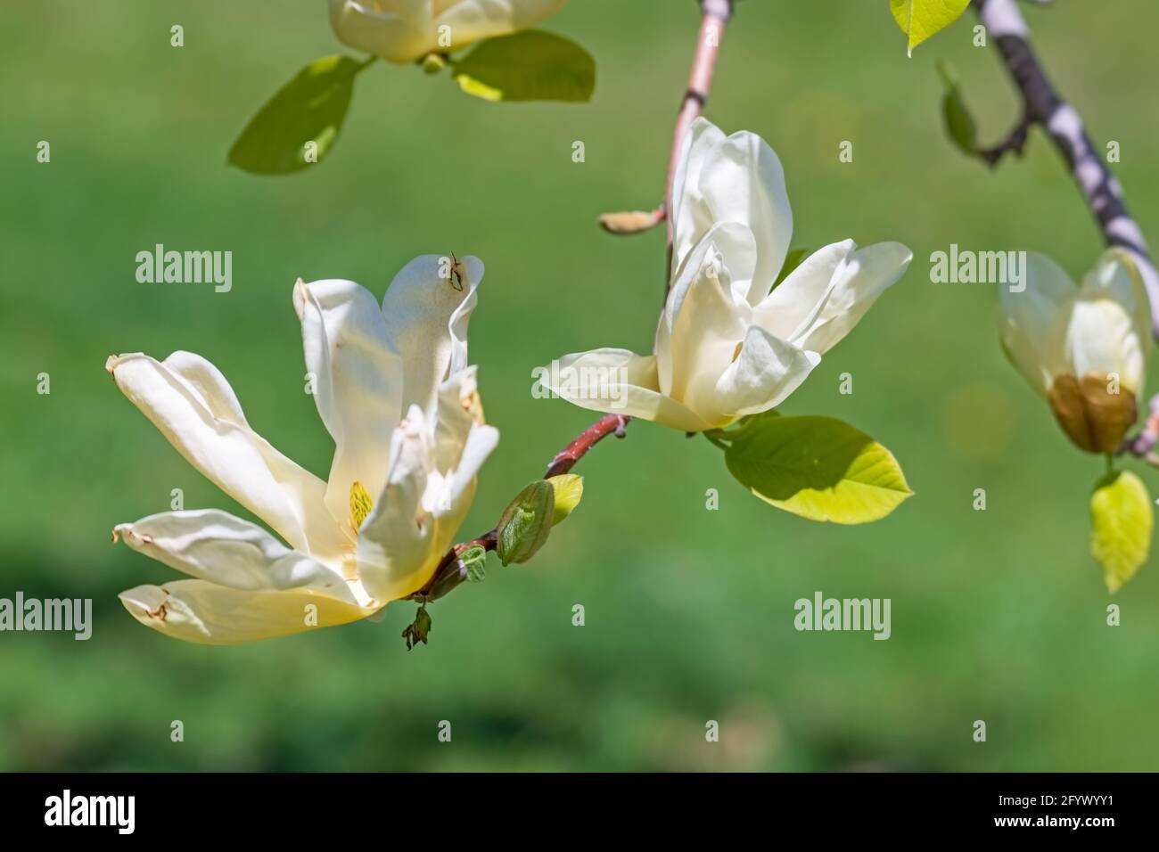 Yellow magnolia hi-res stock photography and images - Alamy