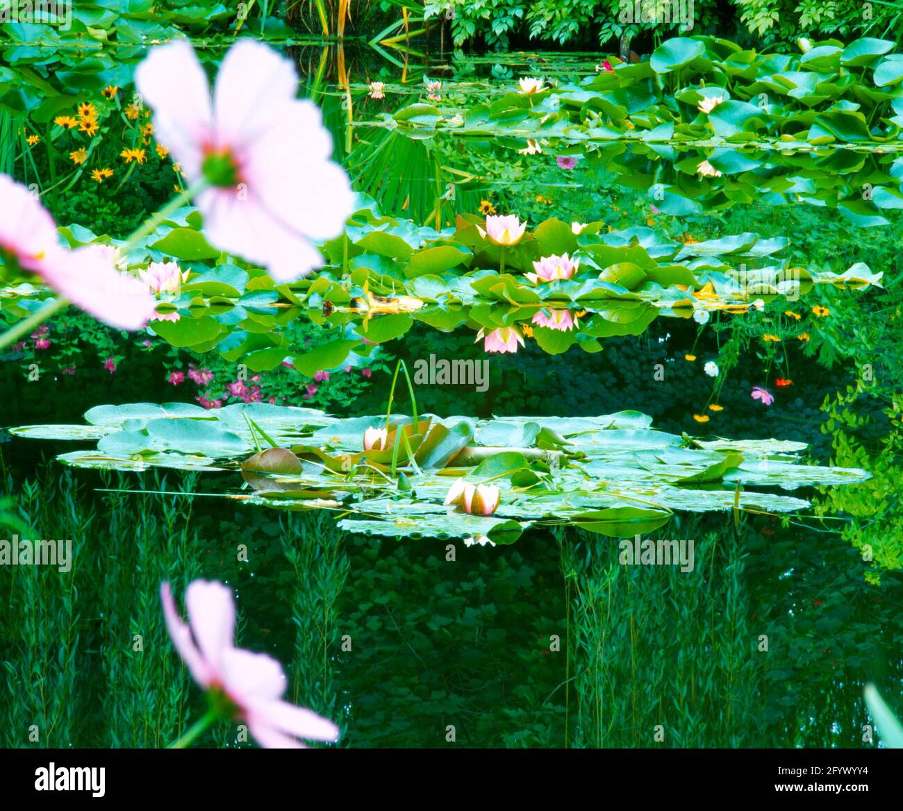 France, Giverny, Monet's Garden, lilly pool, detail, summer Stock Photo ...