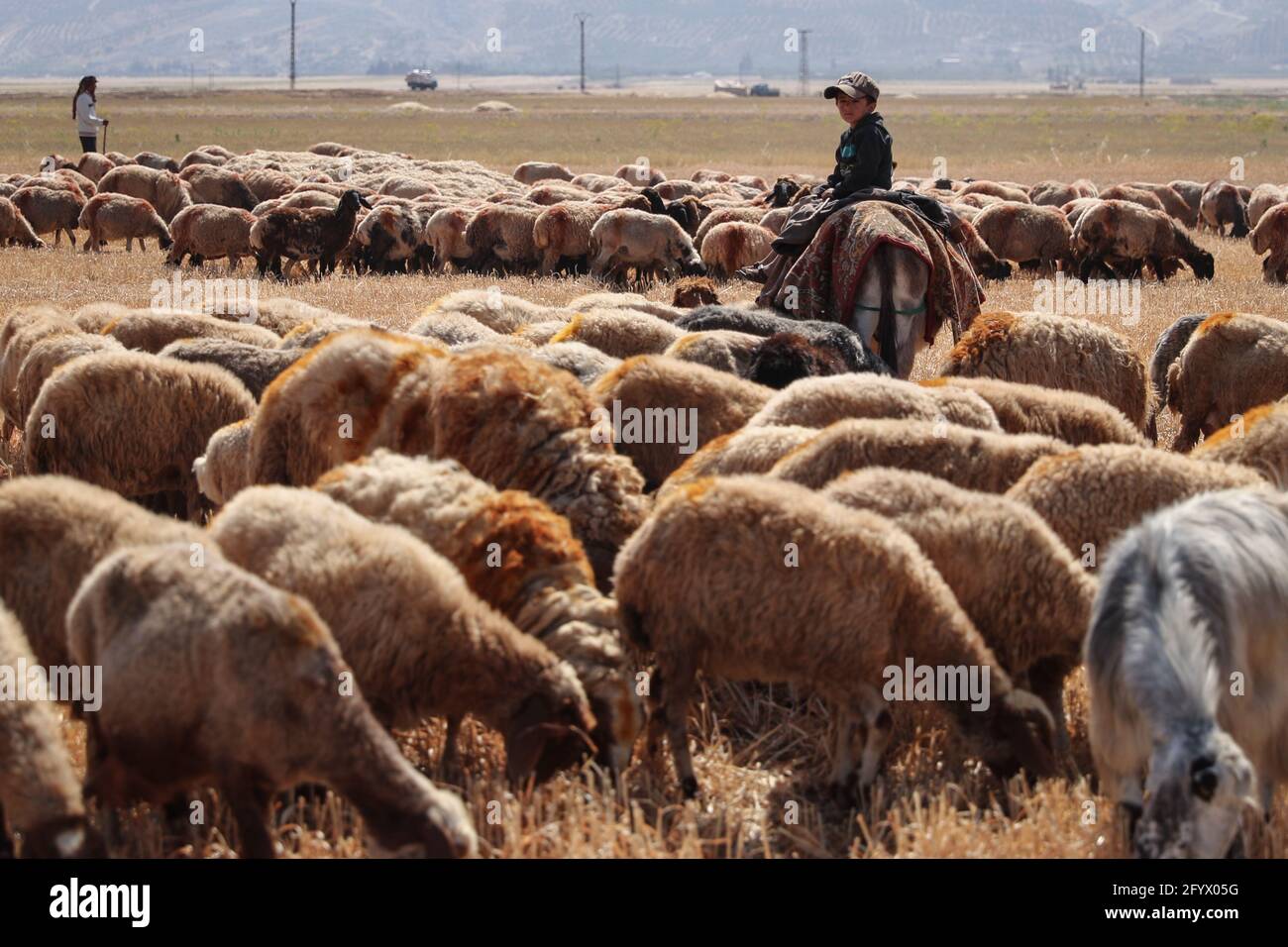 Sahl Ar Ruj, Syria. 30th May, 2021. A Syrian boy rides a donkey while ...
