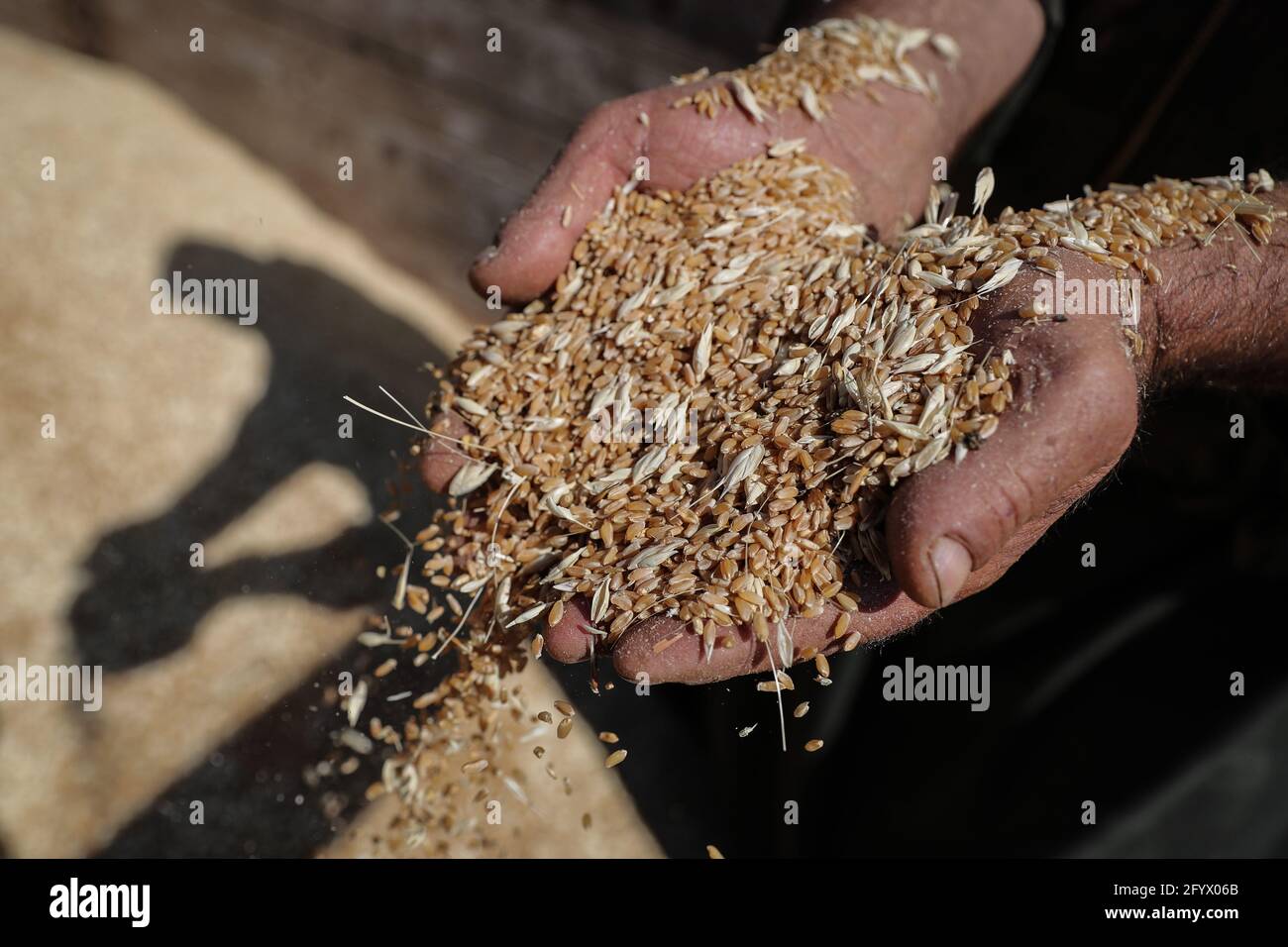 Sahl Ar Ruj, Syria. 30th May, 2021. A Syrian man displays winnowed ...
