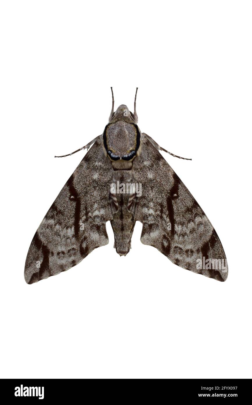 Dark brown body Cut Out Stock Images & Pictures - Alamy