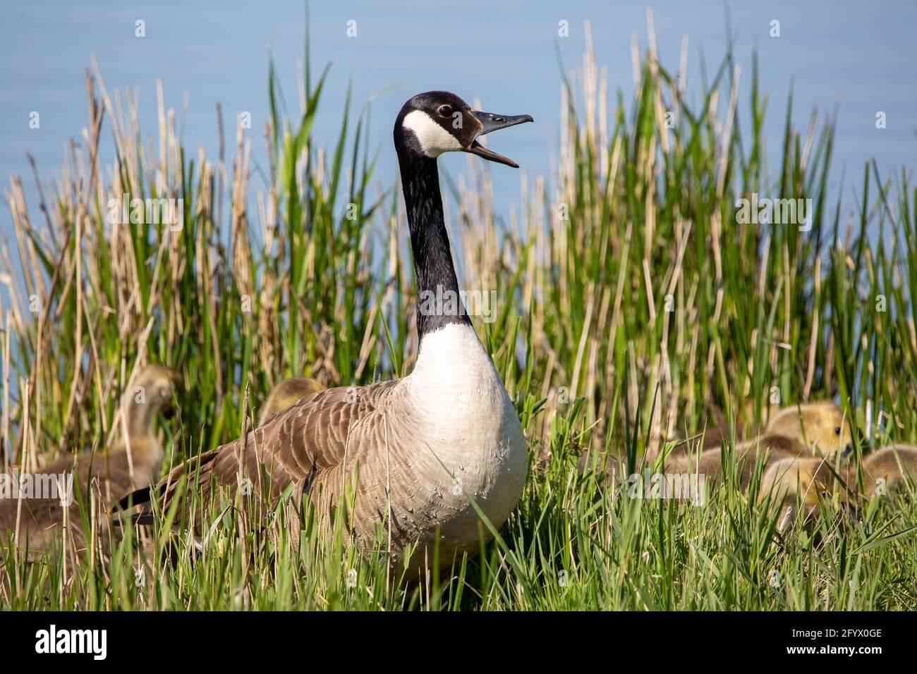 Long neck goose hi-res stock photography and images - Alamy