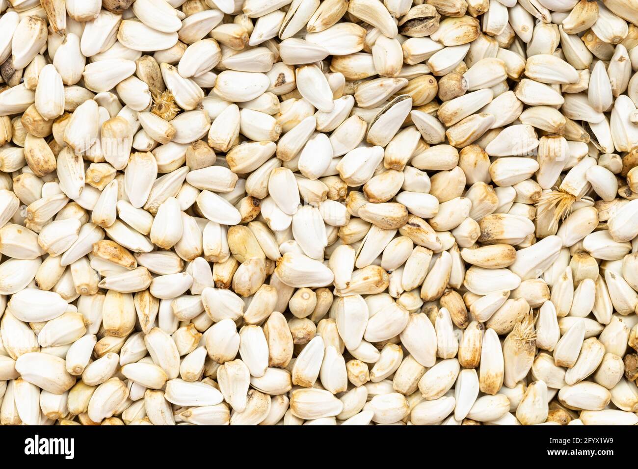 food background - many safflower seeds close up Stock Photo - Alamy