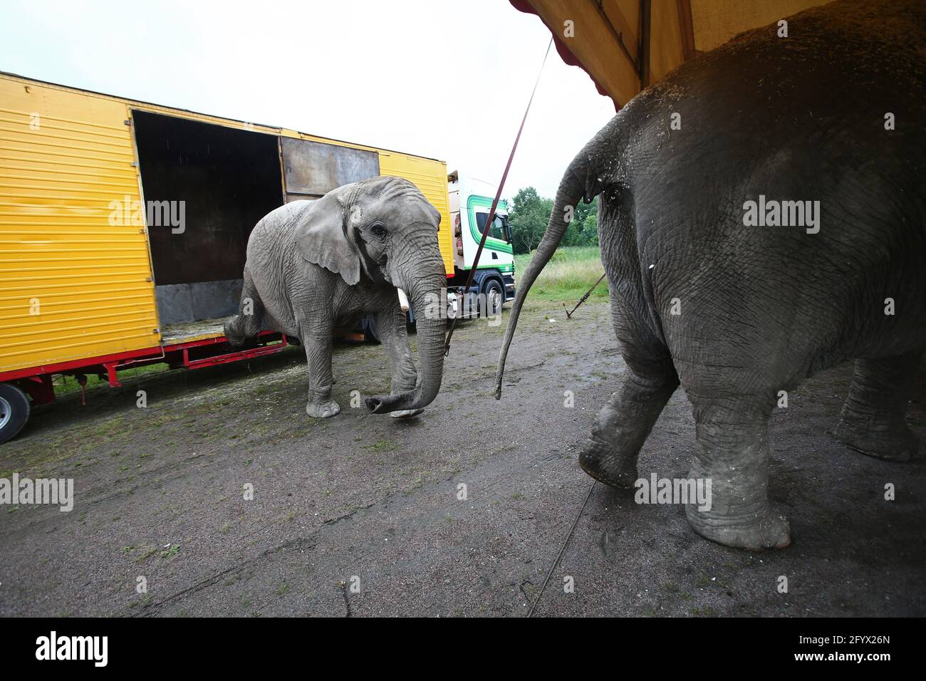 Circus elephants during a visit in the city of Linköping, Sweden Stock ...