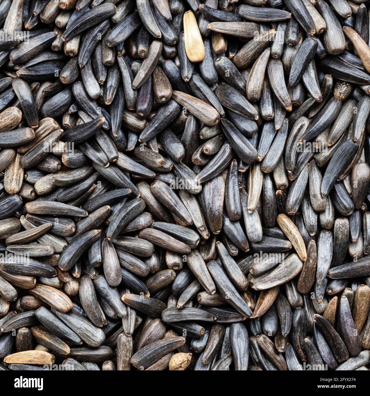 square food background - whole-grain niger seeds (Guizotia Abyssinica ...