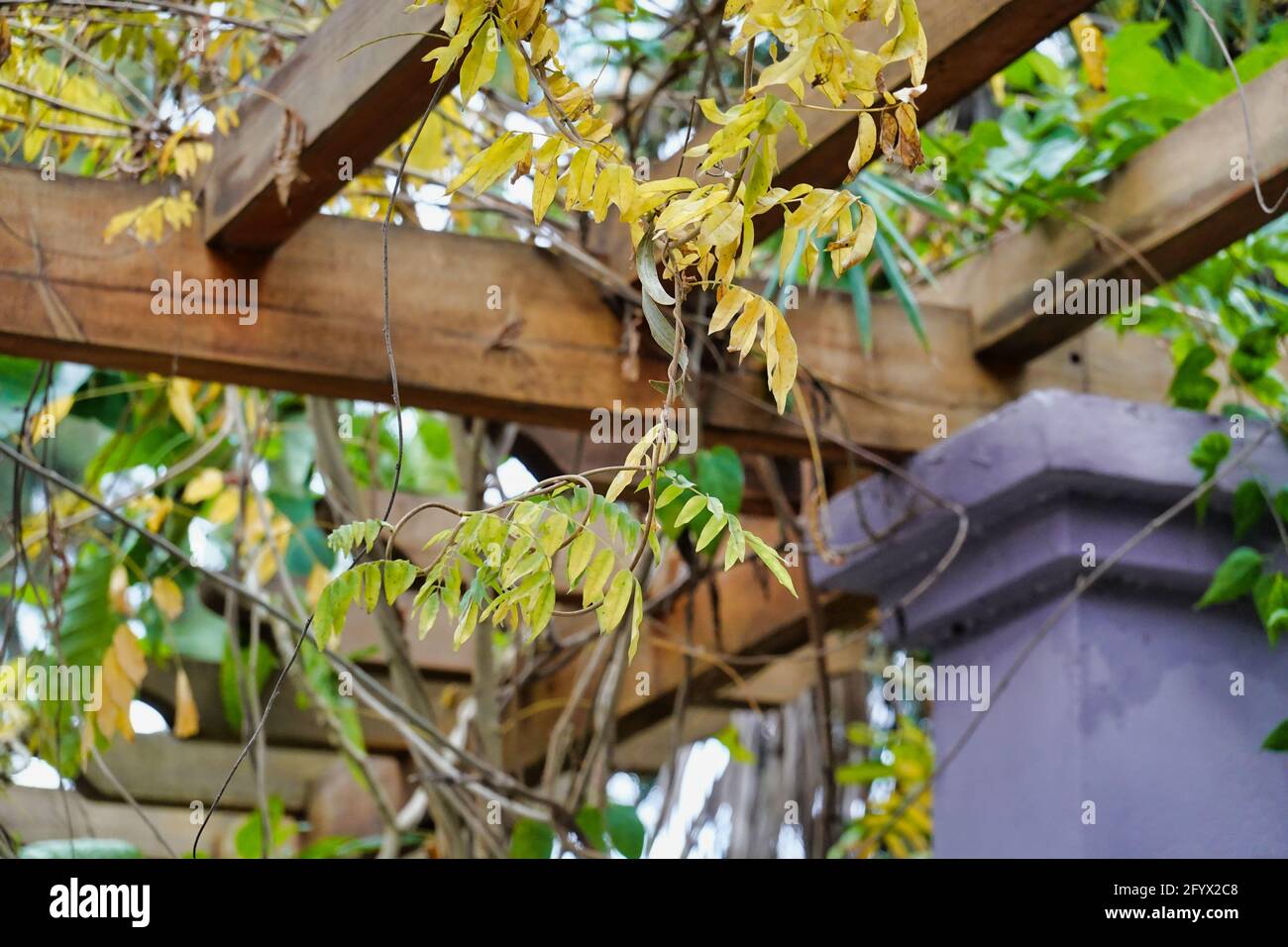 the trees and plants over the wooden grid ceiling Stock Photo - Alamy
