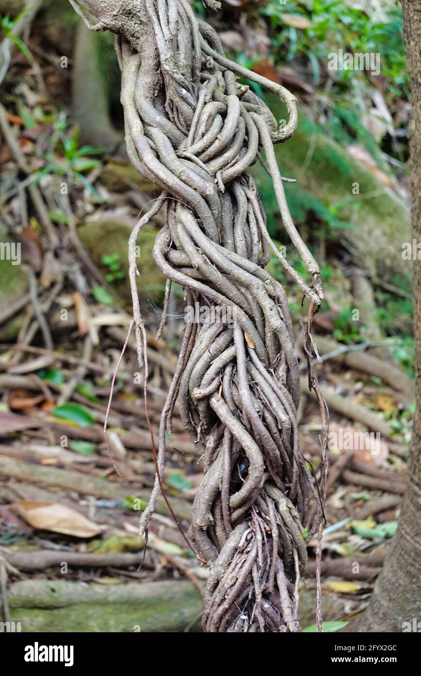 a vertical shot of a tree with tangled branches in the forest Stock ...