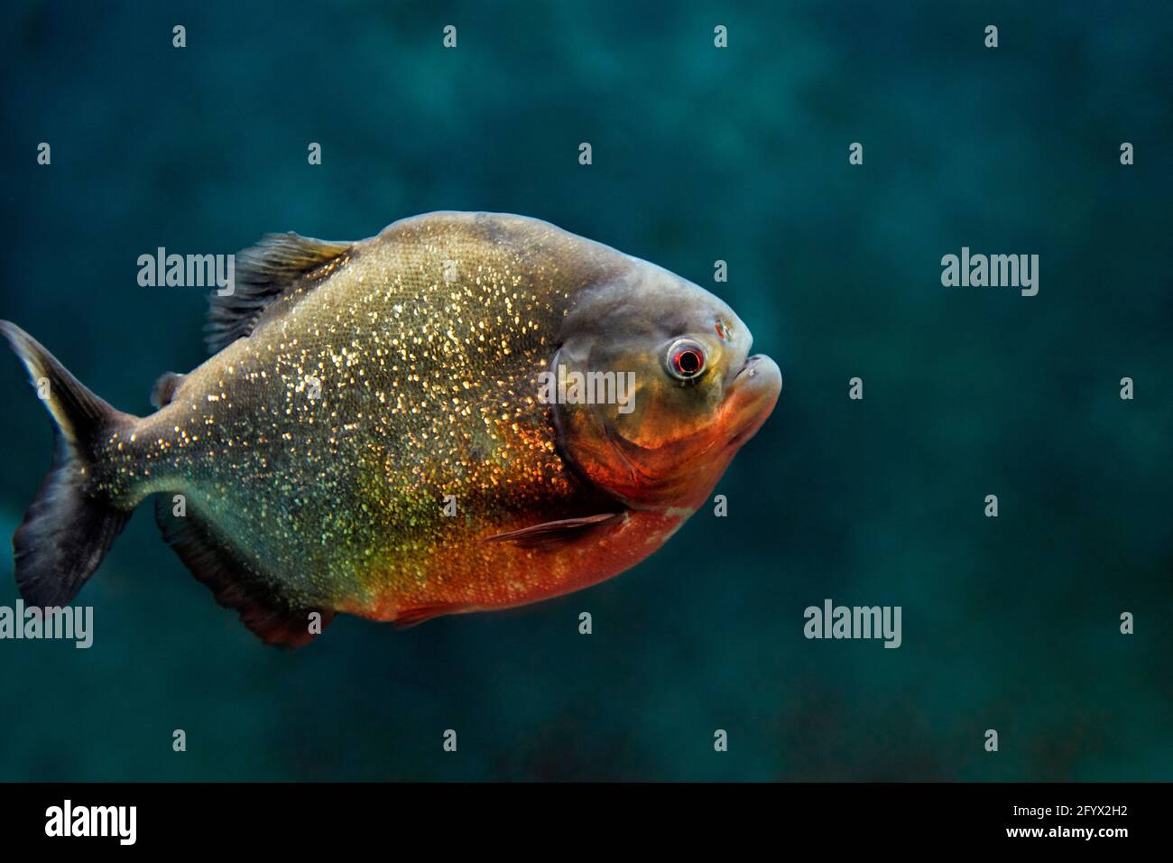Red-bellied piranha, also known as the red piranha (Pygocentrus ...