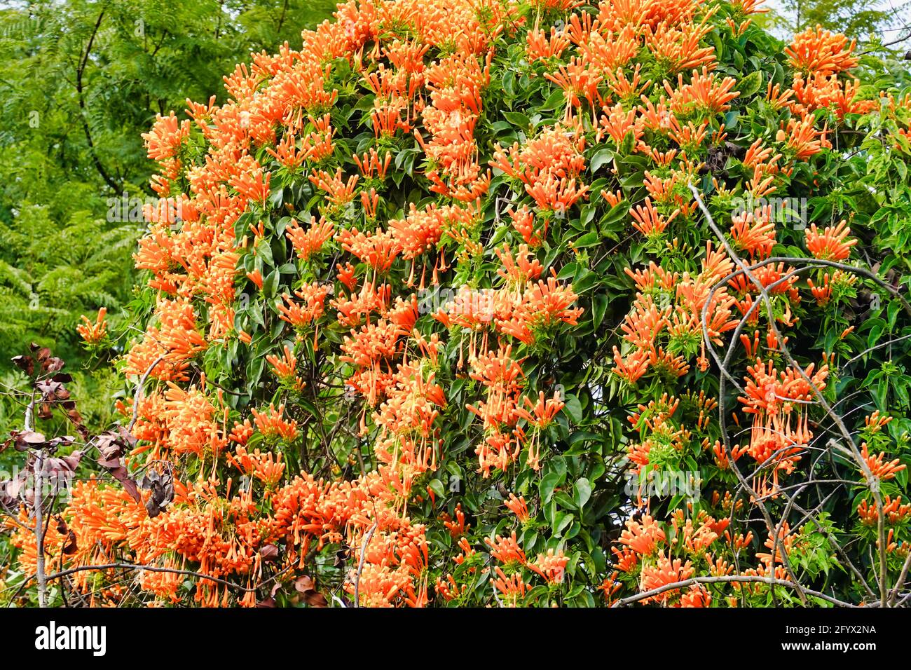 the beautiful orange pyrostegia flowers growing in the park - for ...