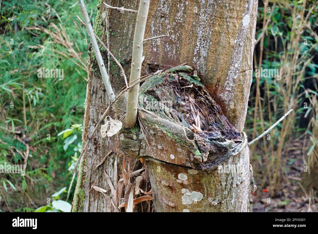 A closeup shot of a tree trunk growing in the forest - for backgrounds ...