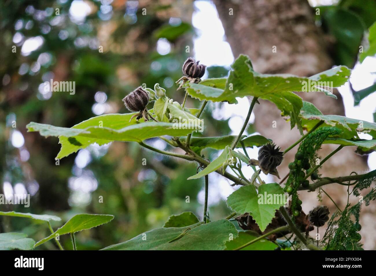 Velvetleaf hi-res stock photography and images - Alamy