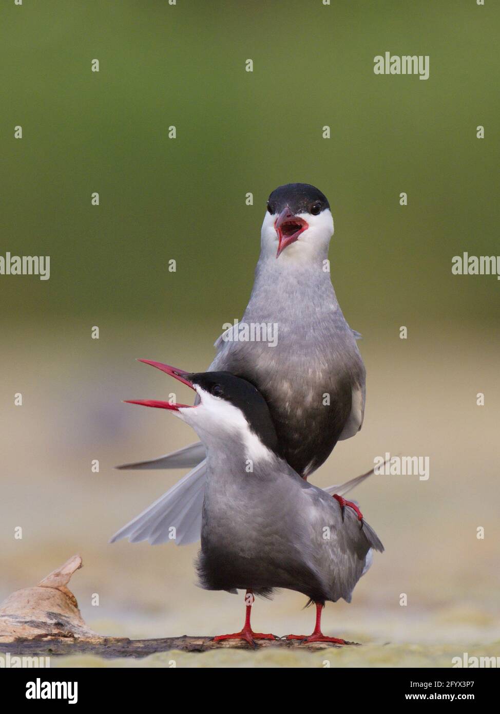 Mating whiskered terns on a log in a pond Stock Photo - Alamy